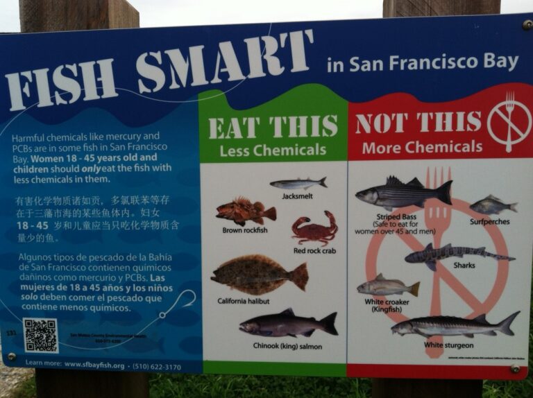 Asian American Medical Hazard: Toxic Subsistence Fishing | 8Asians | An ...